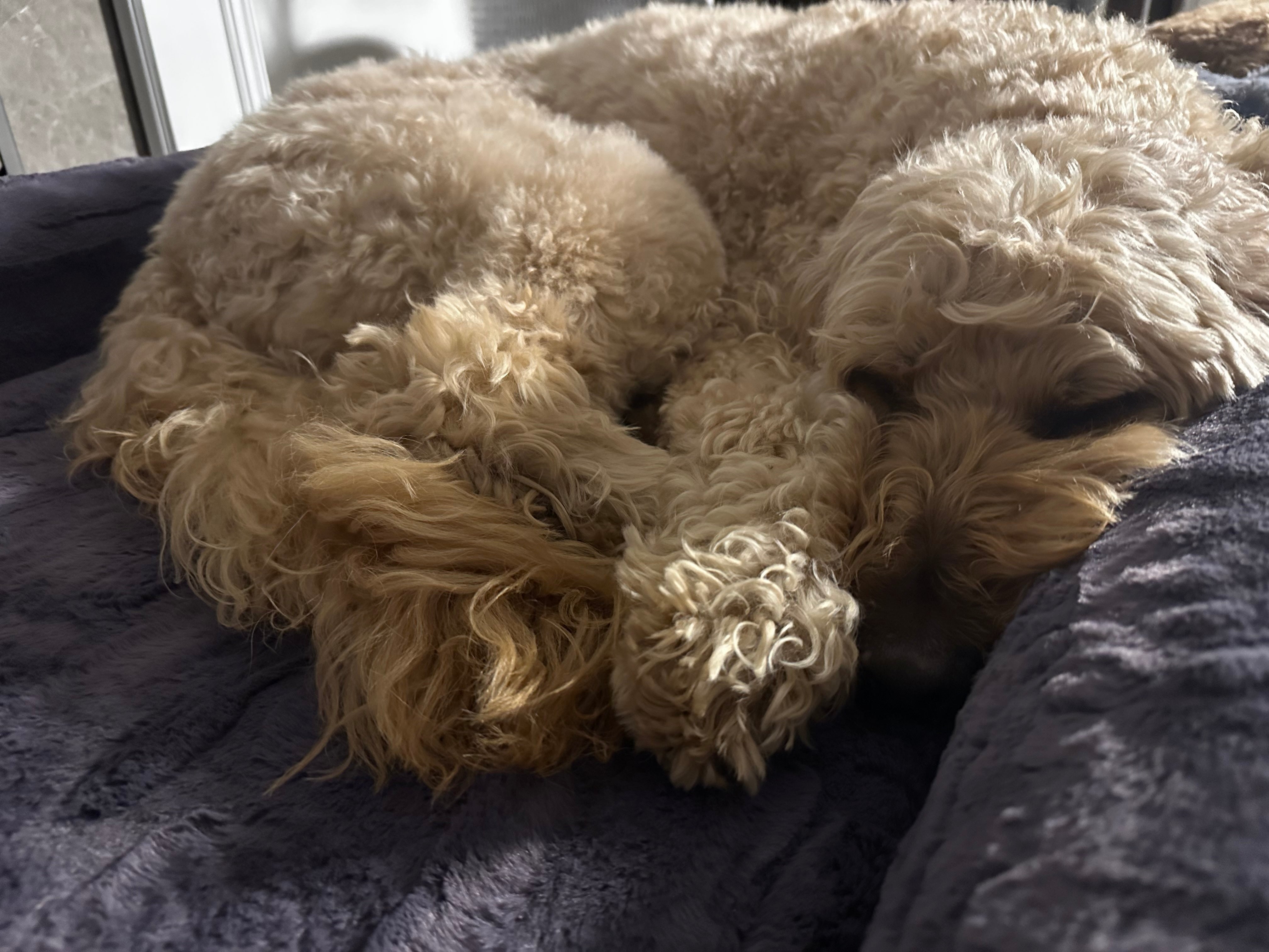 Why Style Matters – A Modern Dog